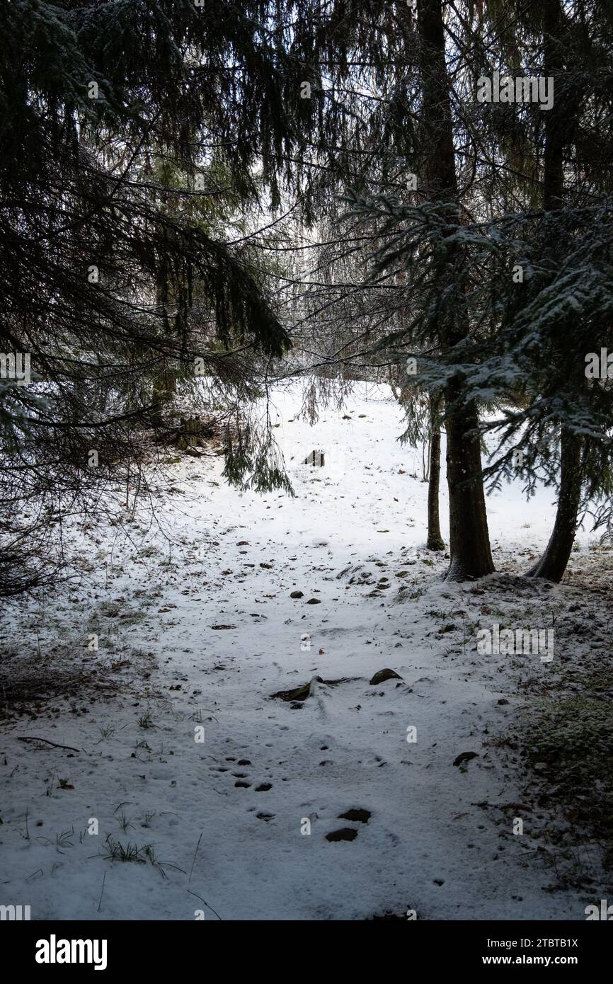 A tranquil escape into nature's wintry embrace, where the silence of ...