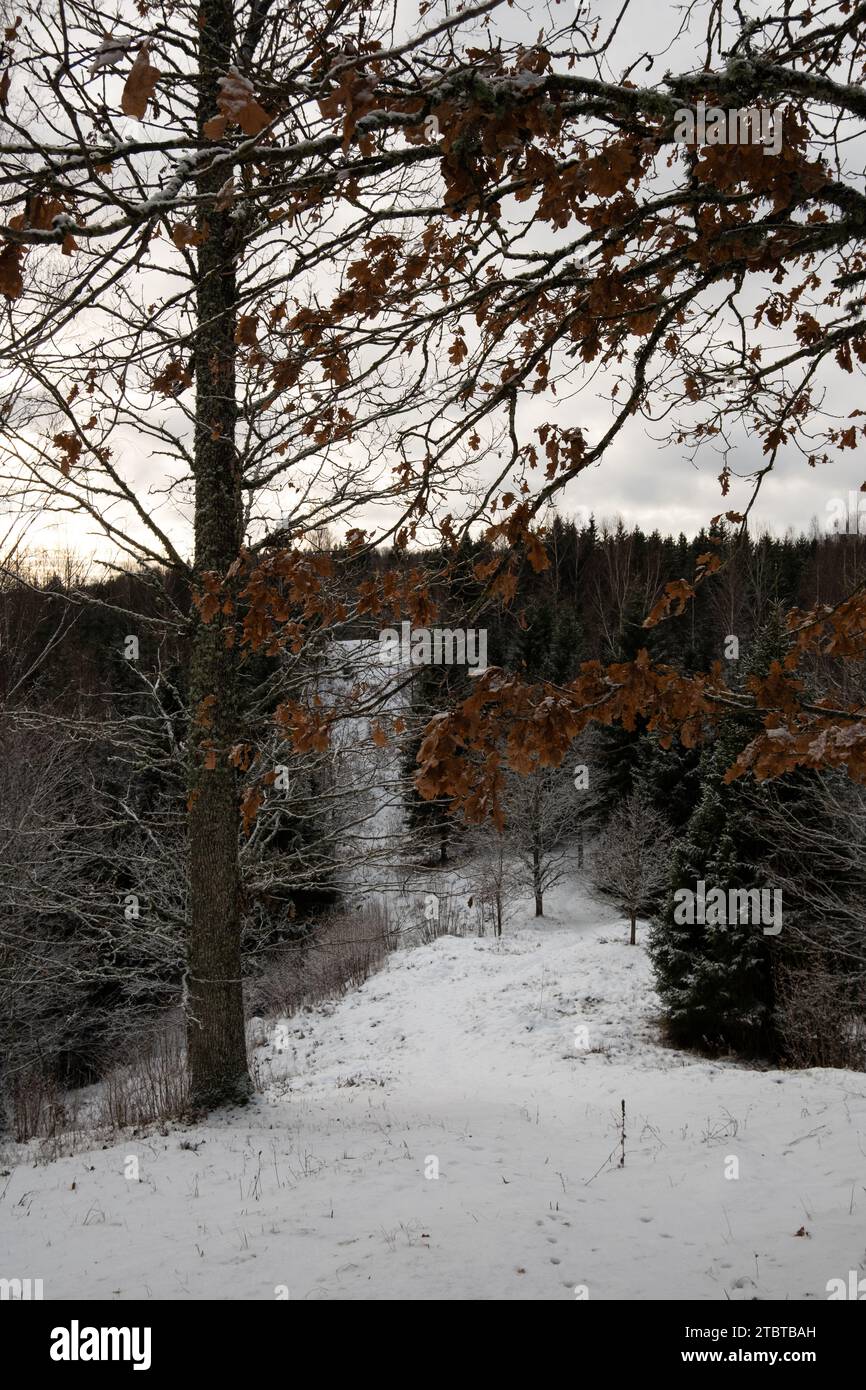 Venture forth into the winter's embrace, where fir-covered trails lead ...