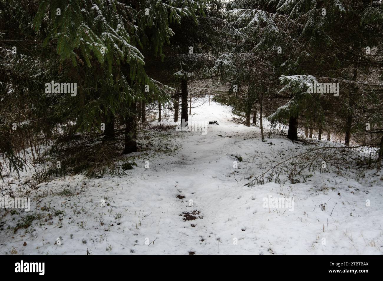 Follow the whispering winds through a snow-laden pine forest in Dobele ...