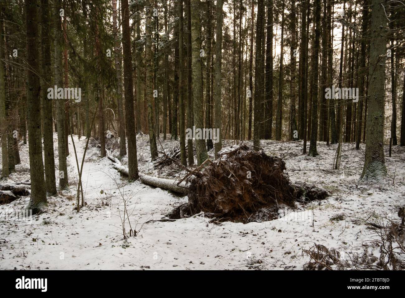 A silent legacy under winter's veil—a fallen giant nestled in the snowy ...