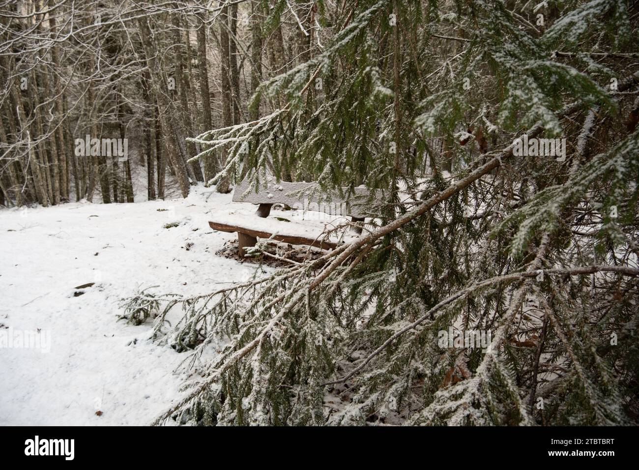 Row fir trees in snowdrifts hi-res stock photography and images - Alamy
