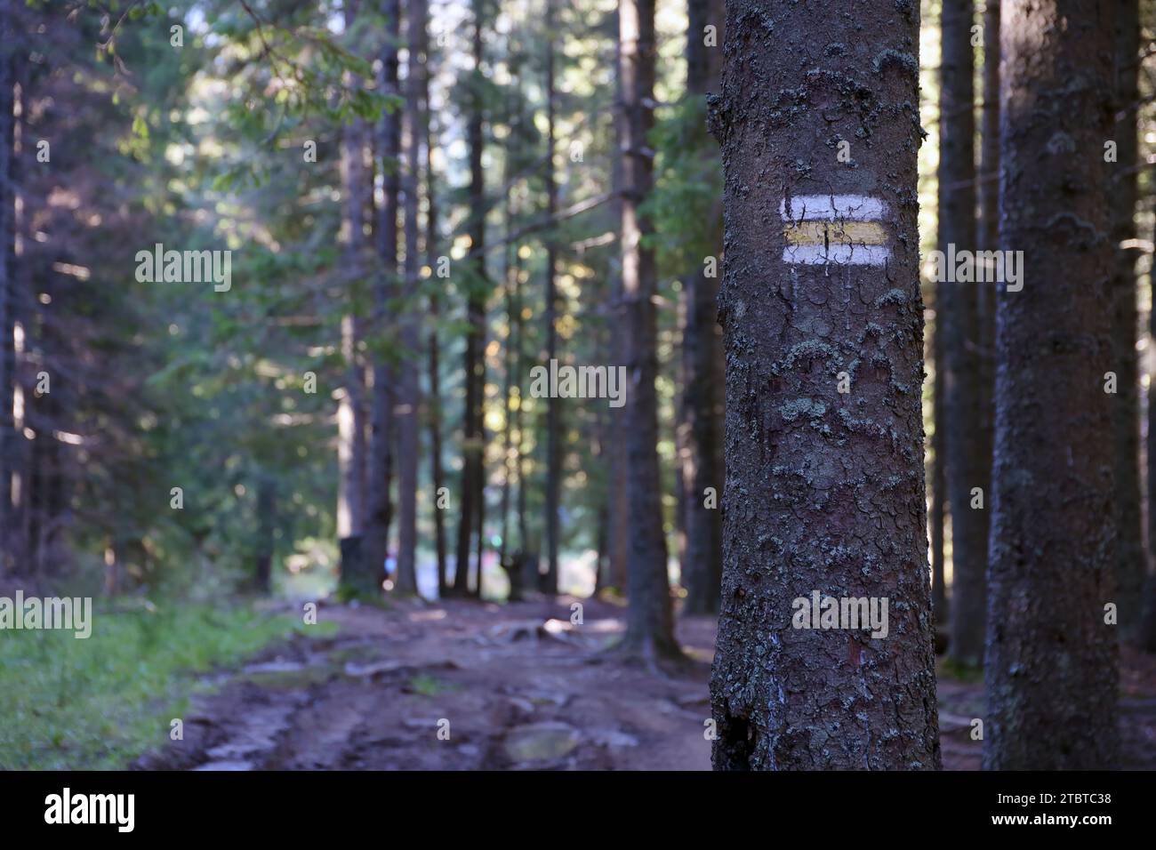 Walking trail background. Yellow and white forest path on brown tree ...