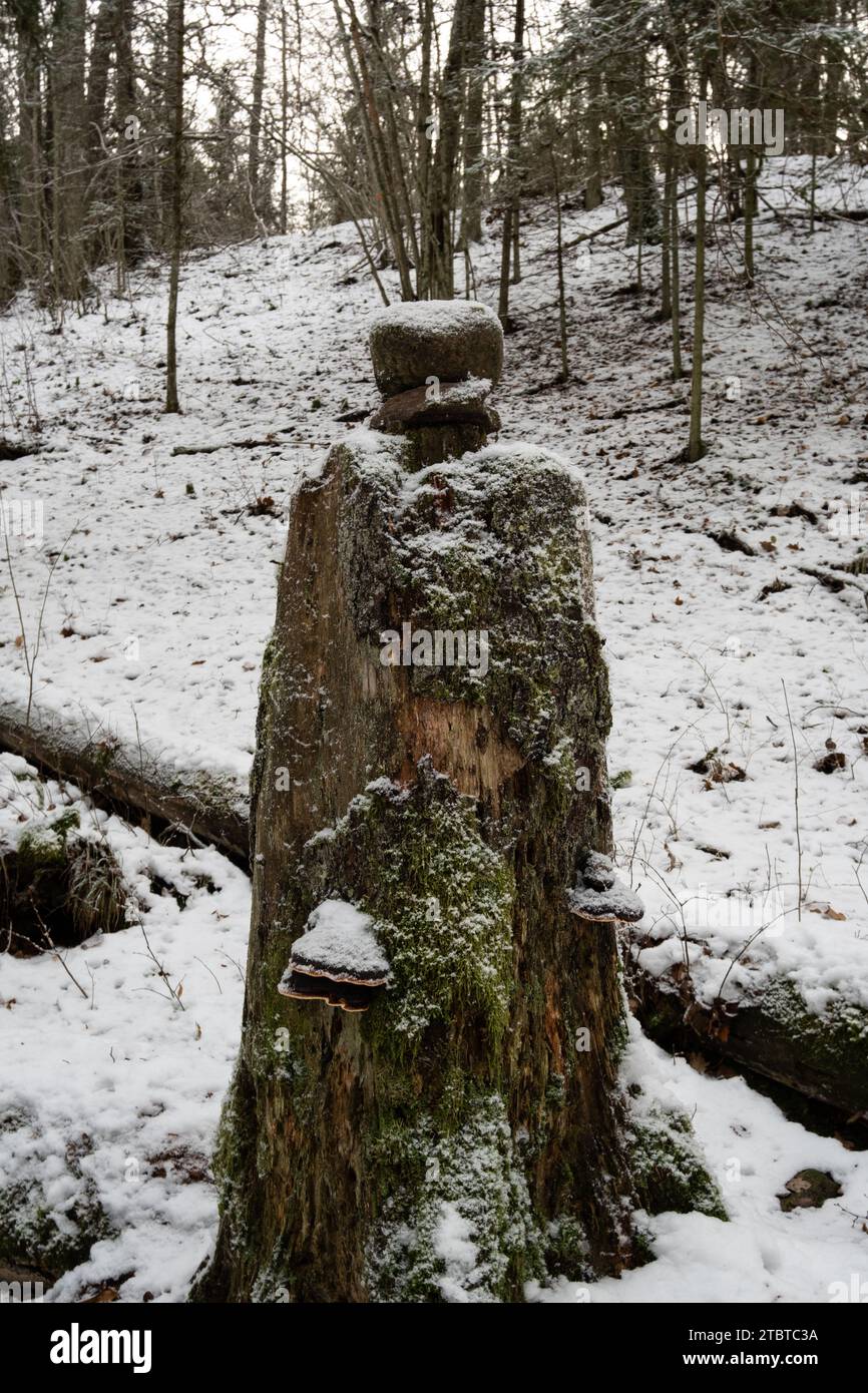A serene amalgamation of nature's elements—a mossy stump adorned with ...