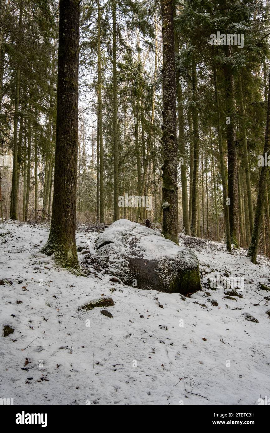 Amidst the snowy serenity, a moss-laden stone stands as a silent ...