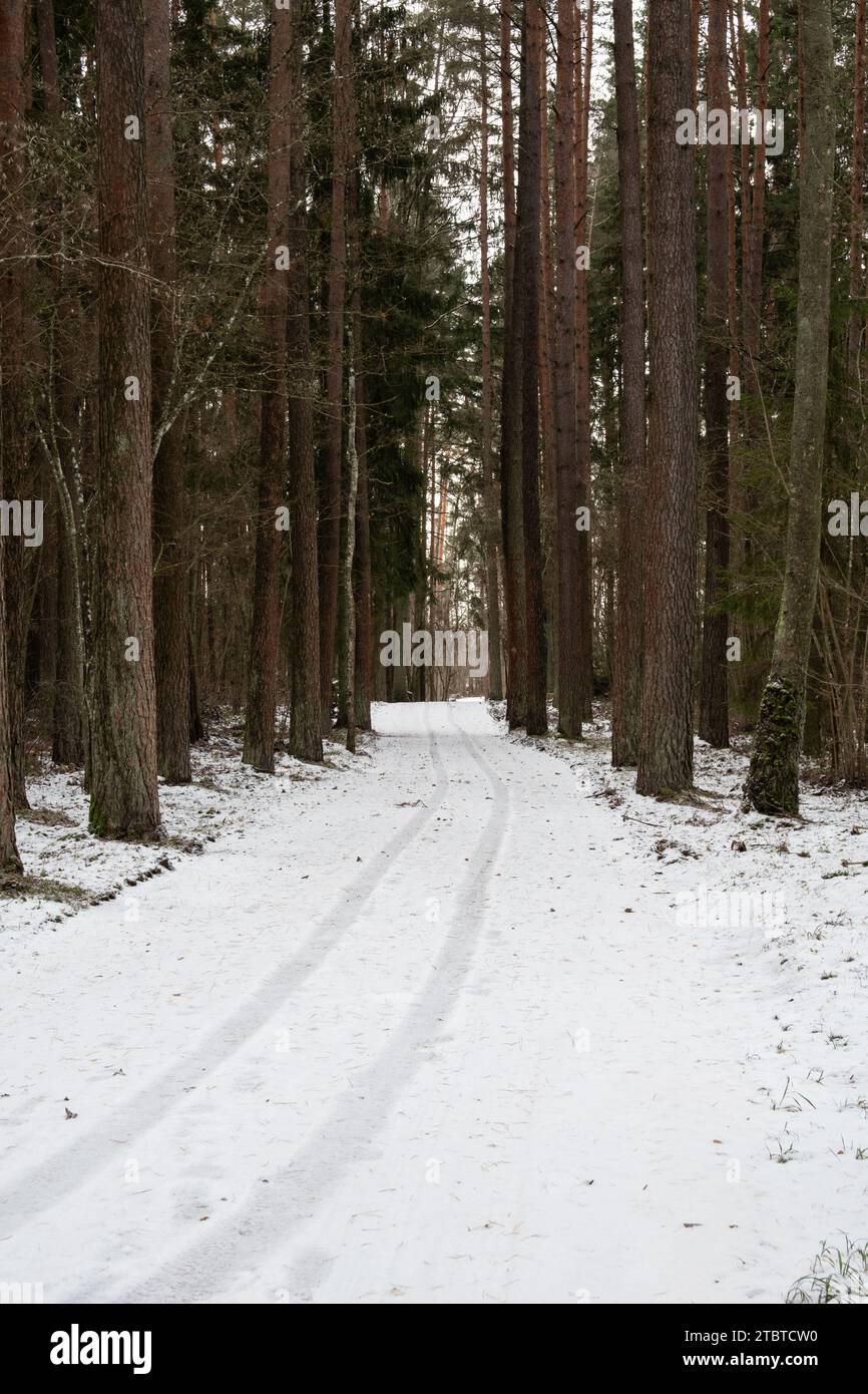 Walking through a winter wonderland in Tervetes Dabas Parks Stock Photo ...