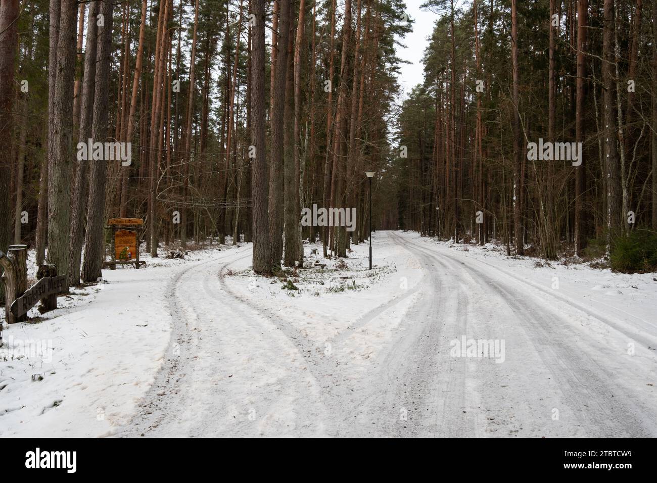Tracing the footsteps of winter's charm in the forests of Tervete Stock ...