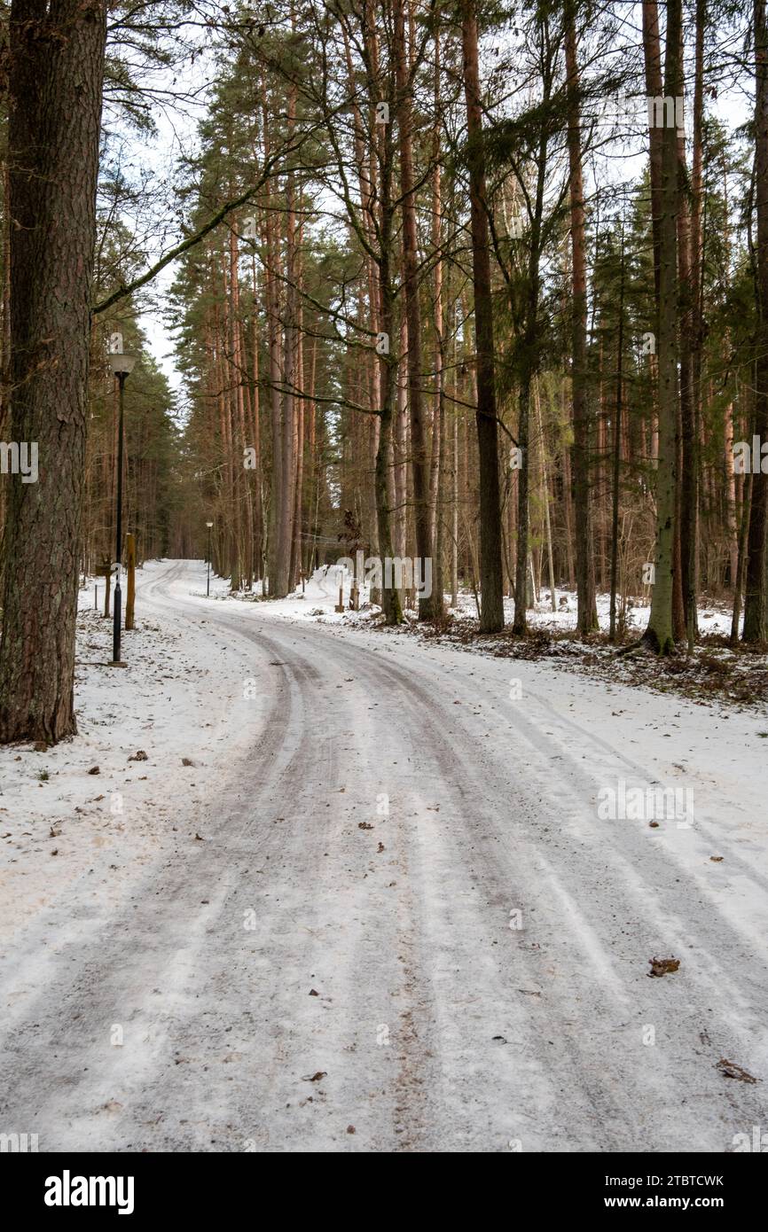Captivated by the ethereal beauty of Tervete's snow-kissed forest paths ...
