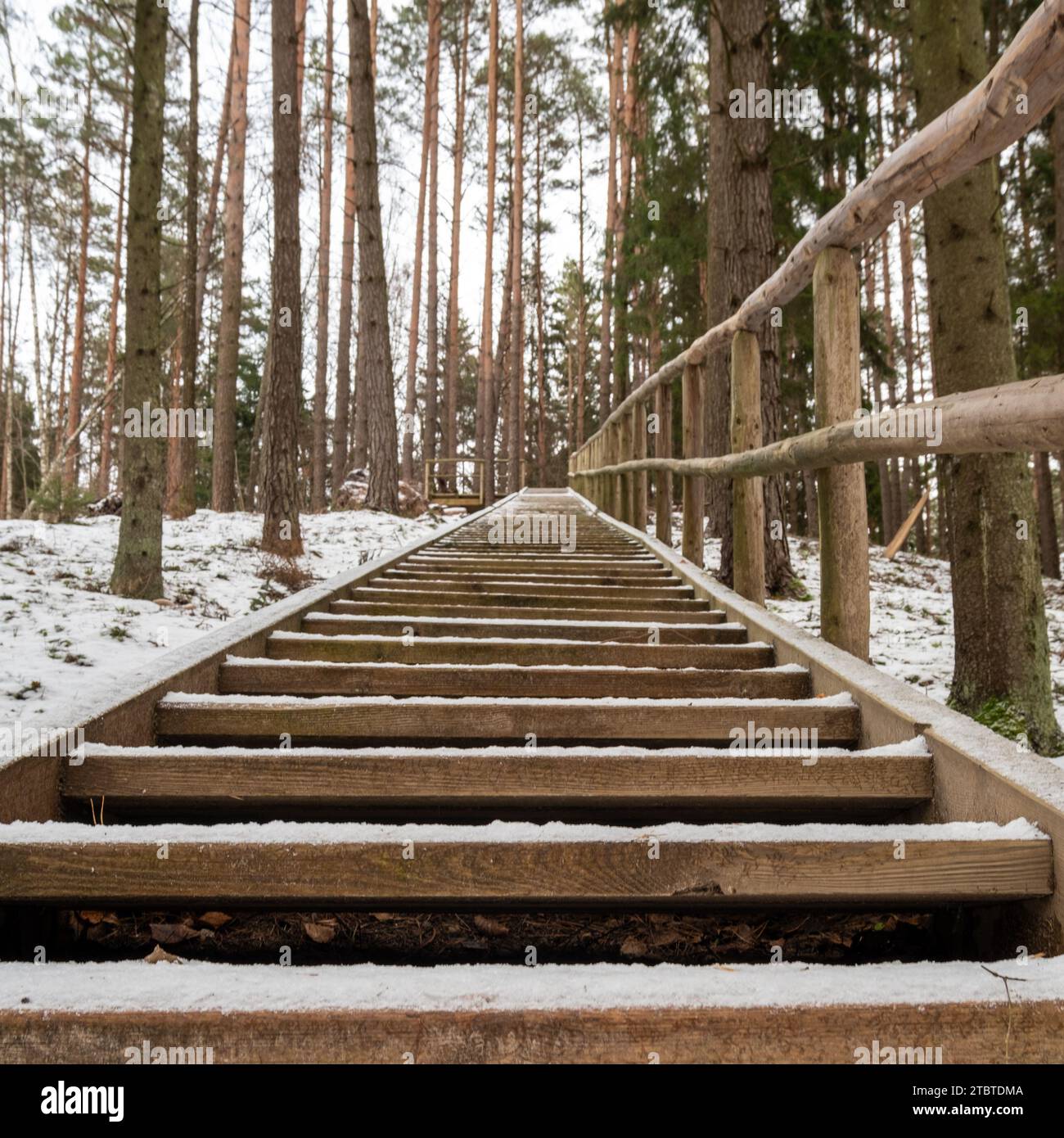 Uphill pathways etched in wood weave through Tervetes Dabas Parks ...