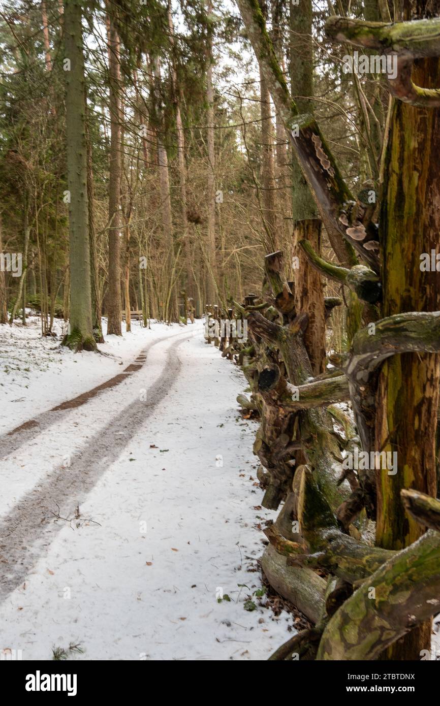 Follow the snowy trail into a fairytale within Tervete's serene forests ...
