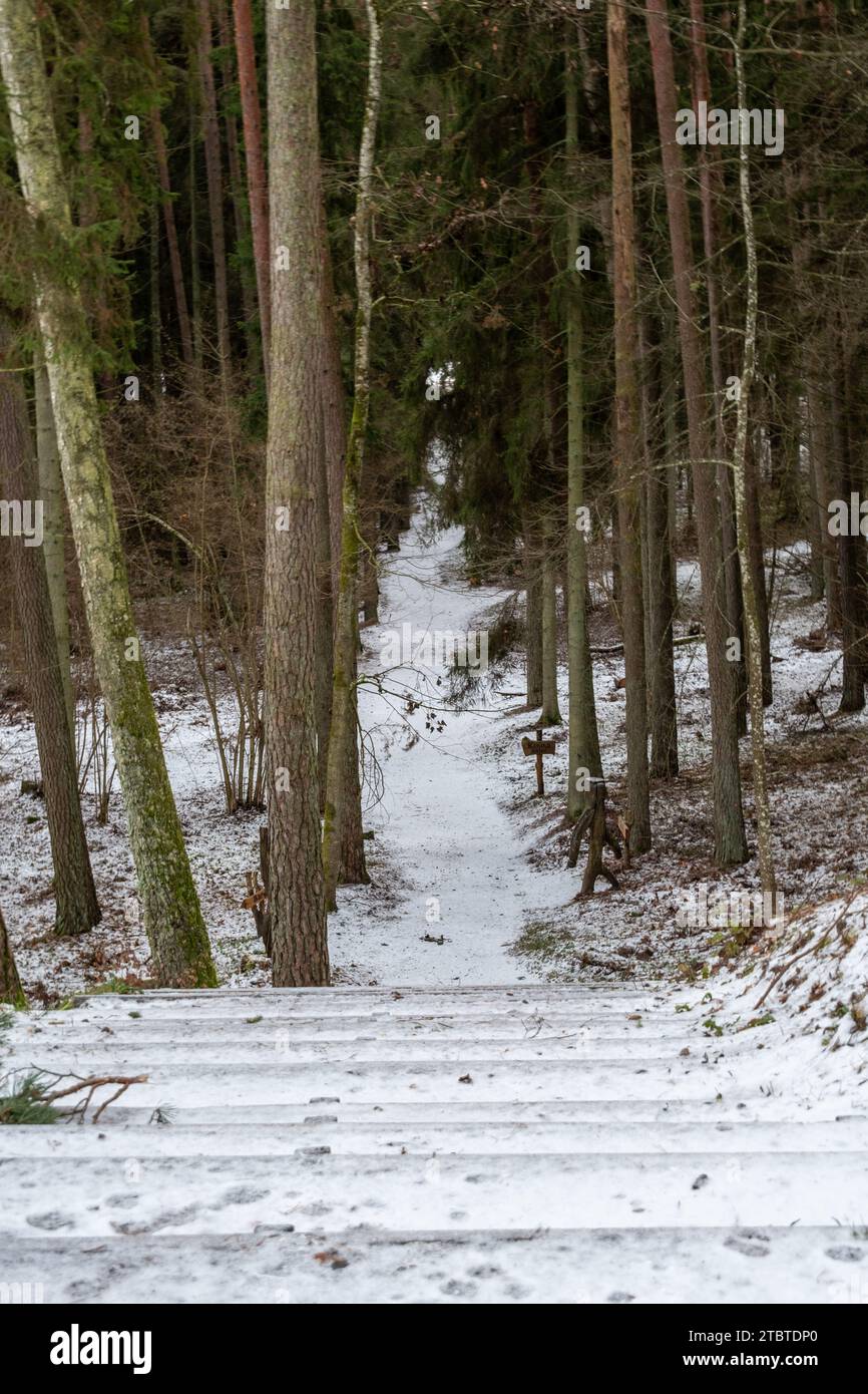 Where the whispers of winter echo through the enchanted woods of ...