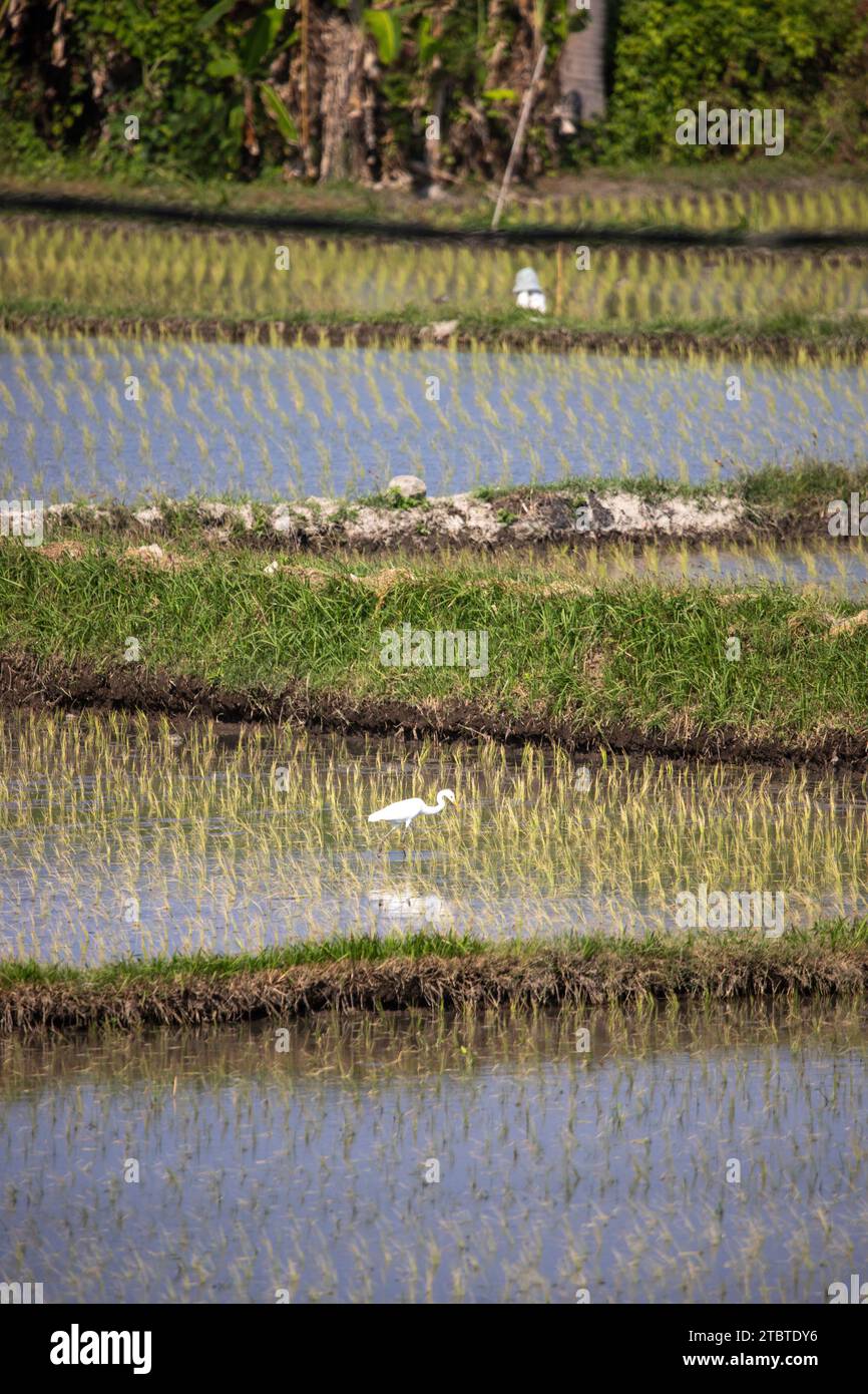 Sunrise over young rice terraces in the calm morning light, reflection ...