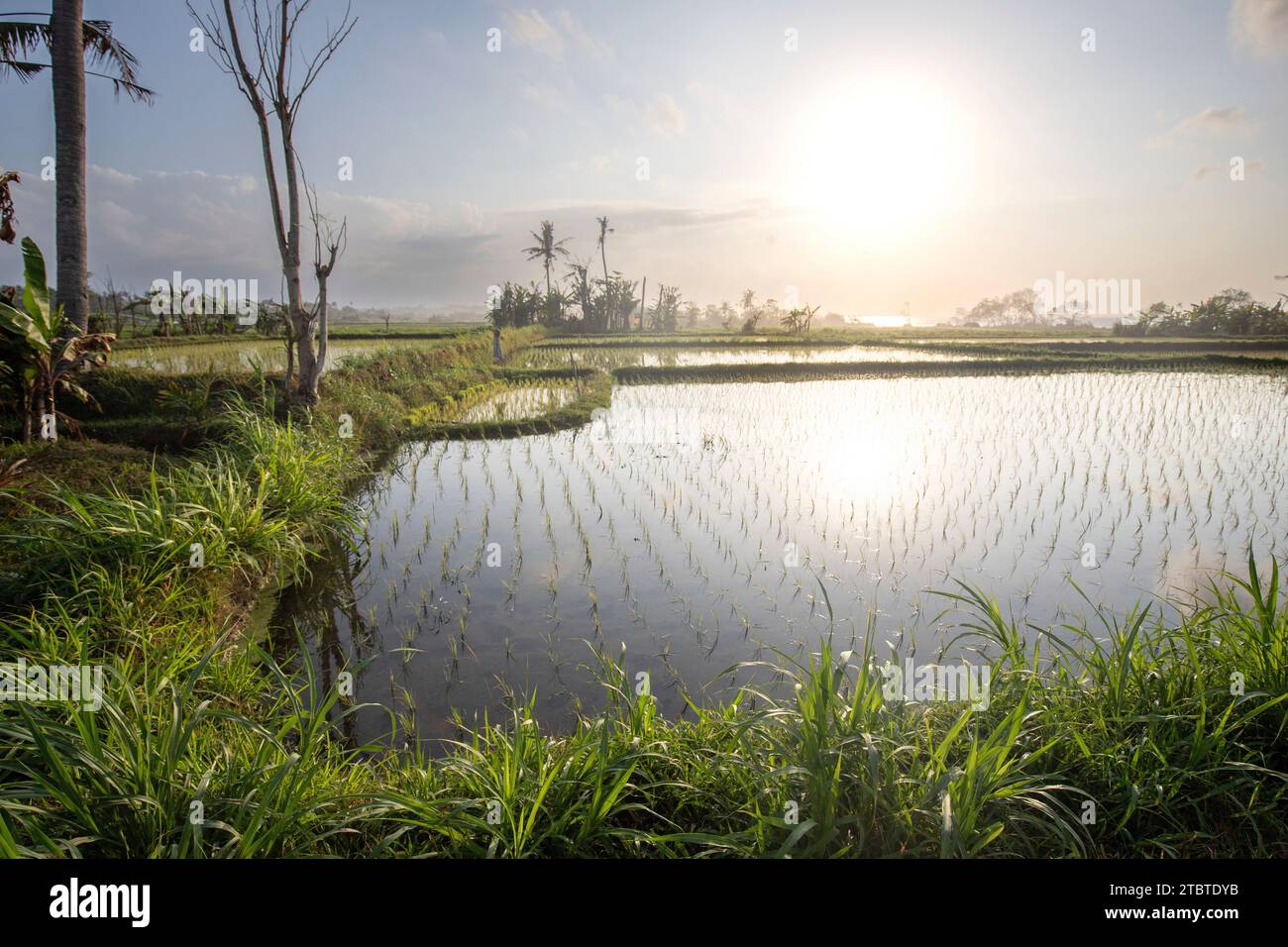 Sunrise over young rice terraces in the calm morning light, reflection ...