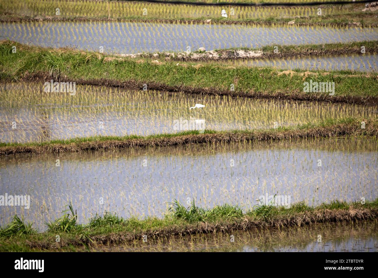 Sunrise over young rice terraces in the calm morning light, reflection ...
