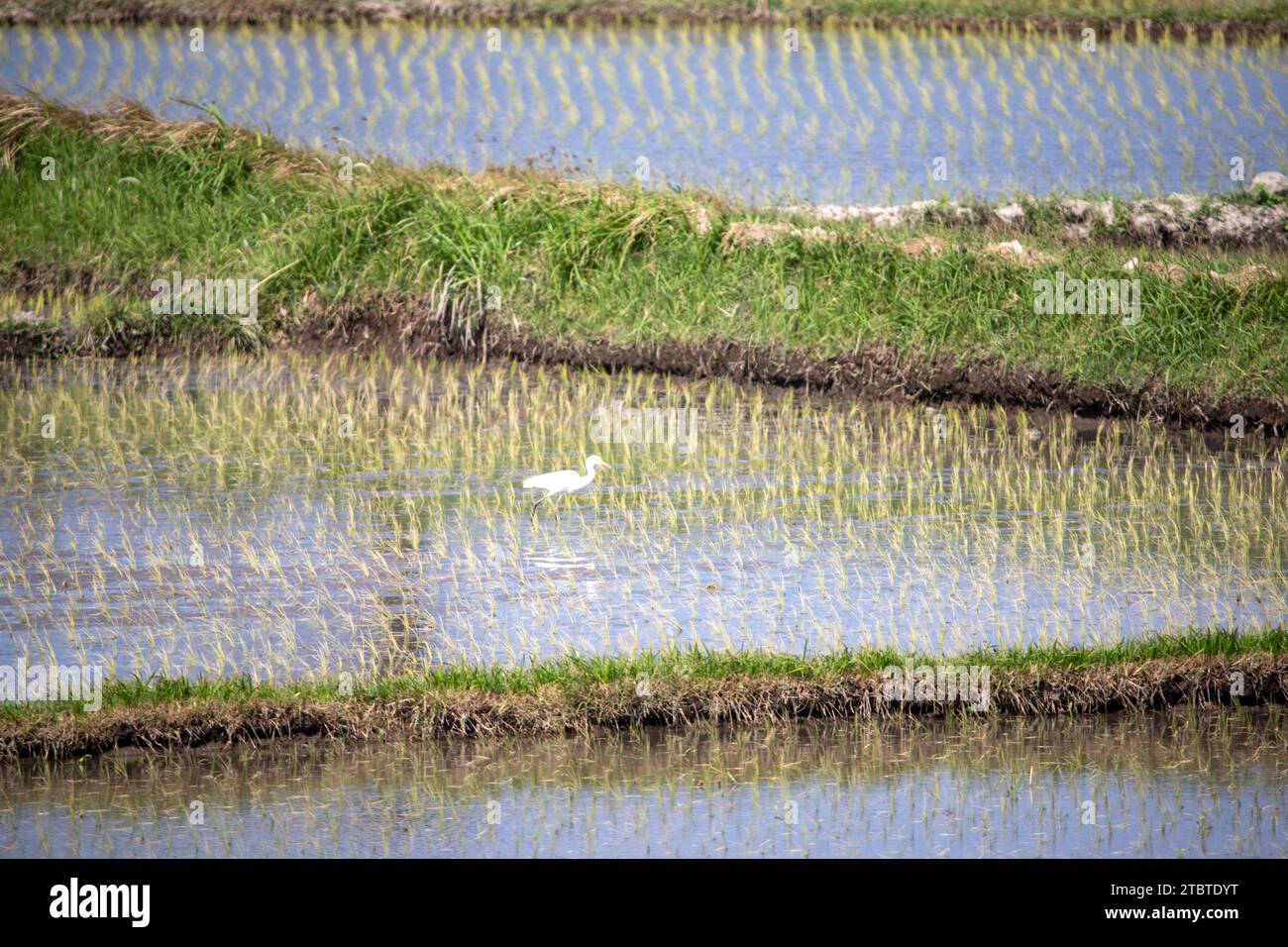 Sunrise over young rice terraces in the calm morning light, reflection ...