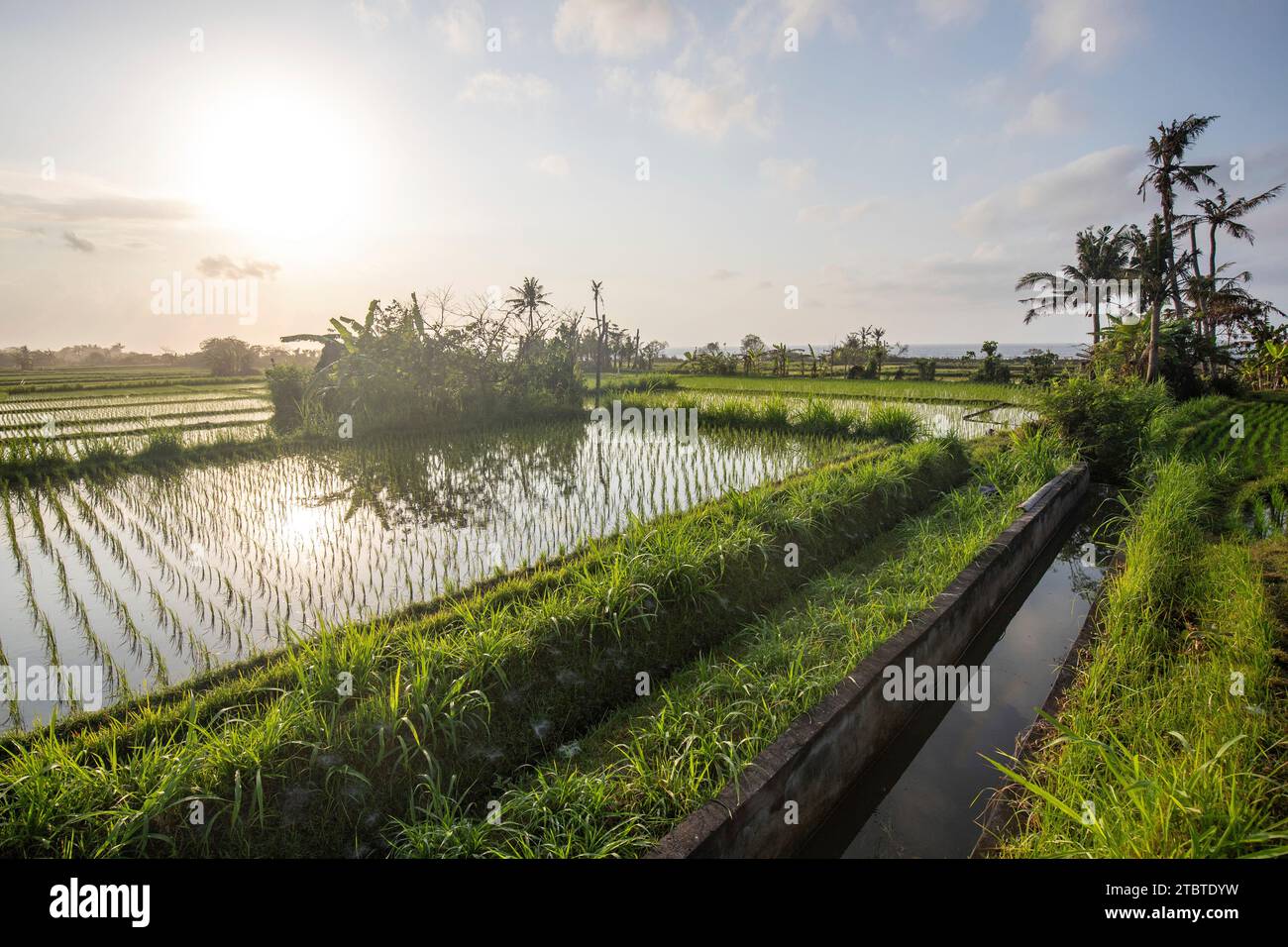 Sunrise over young rice terraces in the calm morning light, reflection ...