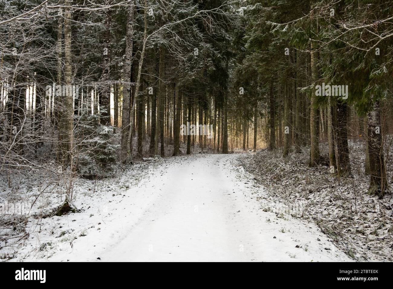 A sun-kissed pathway through snow-laden woods—a mesmerizing journey ...