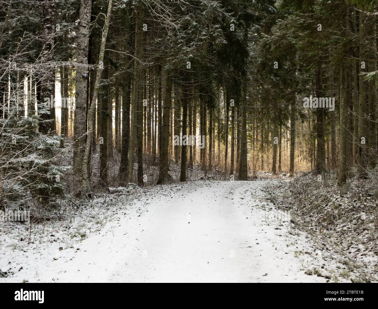 Sun-drenched snow-covered trails offer a picturesque route, unveiling ...
