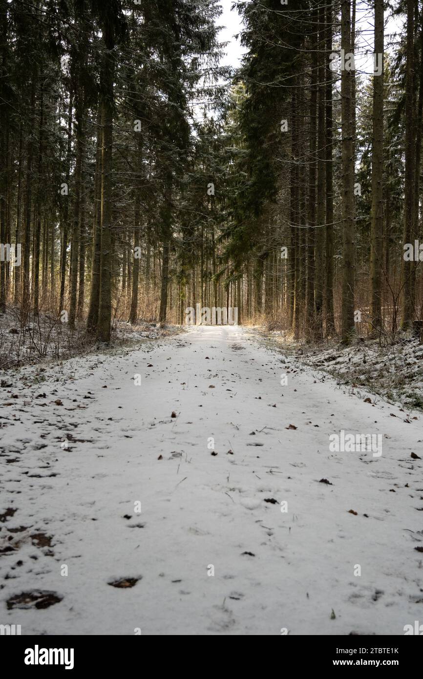 A snow-covered path illuminated by sun rays, offering a breathtaking ...