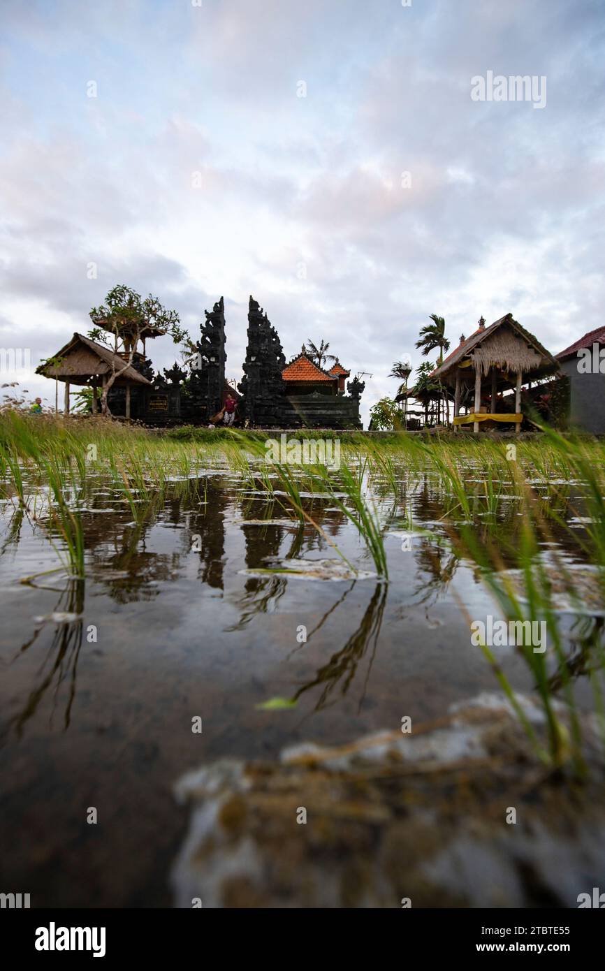 Fish farming in rice paddies hi-res stock photography and images - Alamy