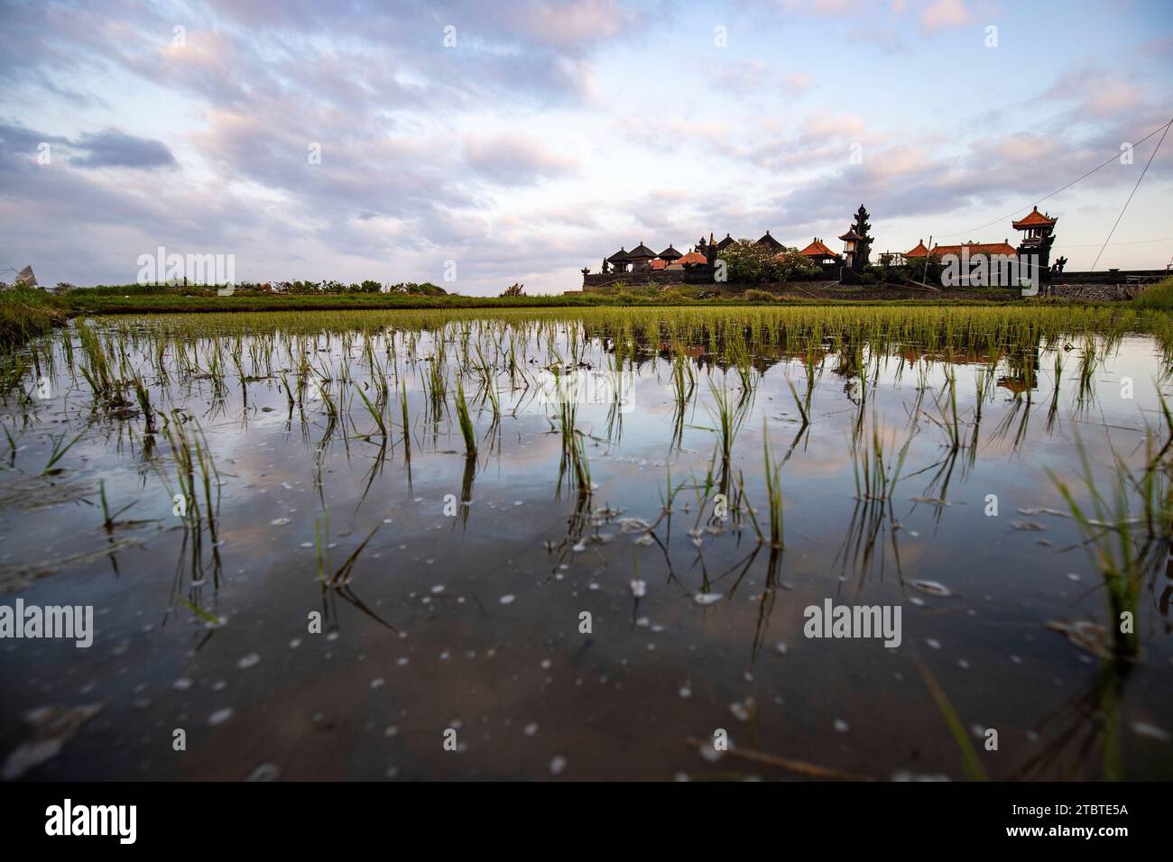 Great fresh rice terraces with water in the morning, view over fish ...