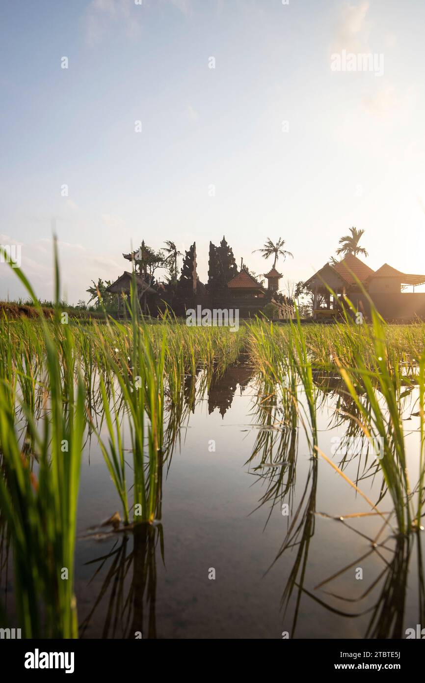 Fish farming in rice paddies hi-res stock photography and images - Alamy
