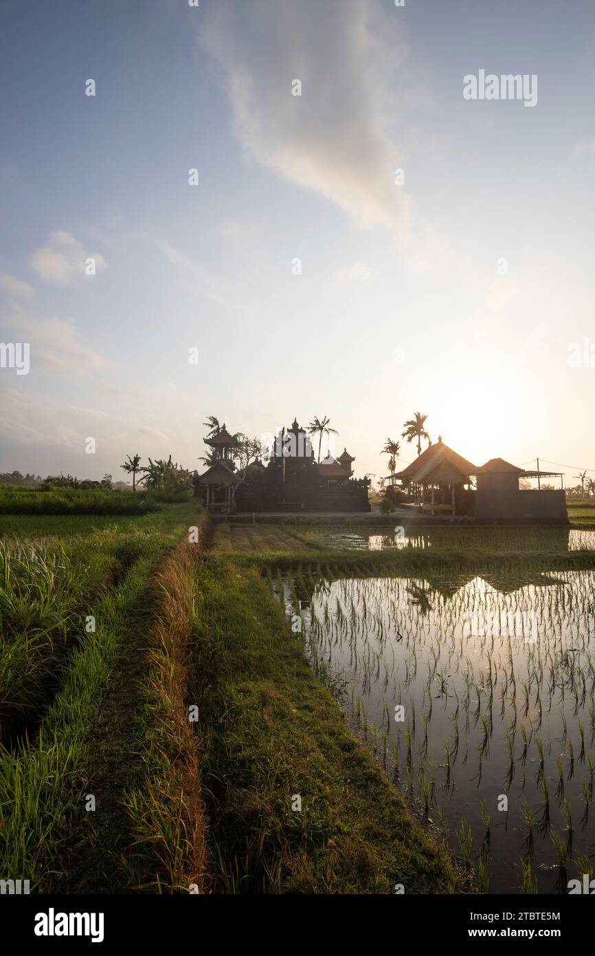 Great fresh rice terraces with water in the morning, view over fish ...