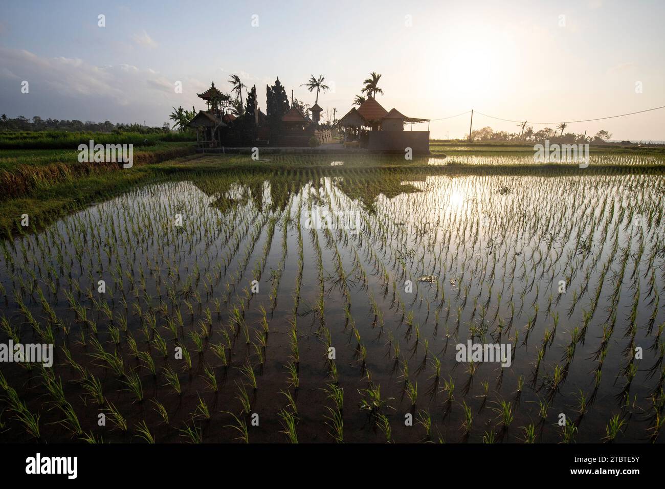 Great fresh rice terraces with water in the morning, view over fish ...