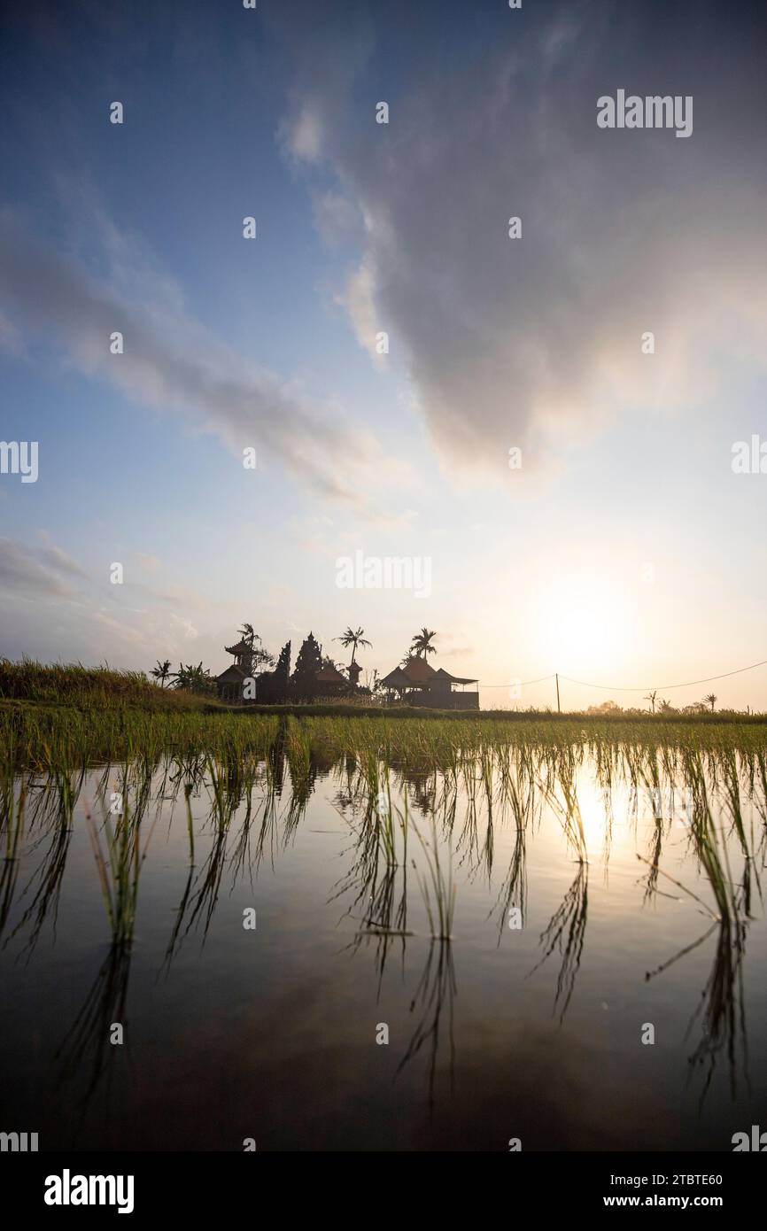 Fish farming in rice paddies hi-res stock photography and images - Alamy