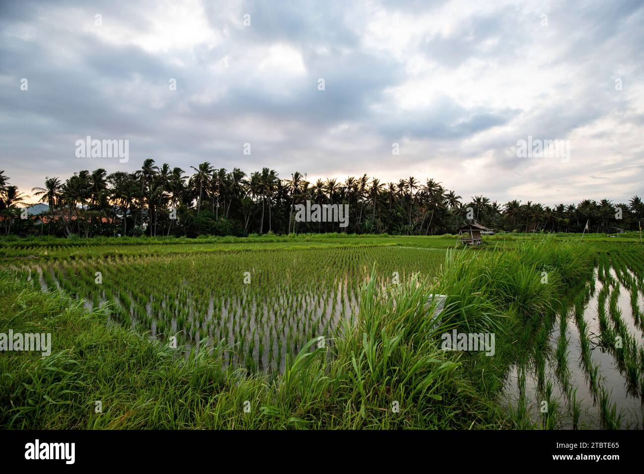 Great fresh rice terraces with water in the morning, view over fish ...