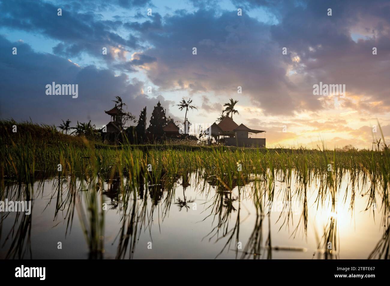 Great fresh rice terraces with water in the morning, view over fish ...
