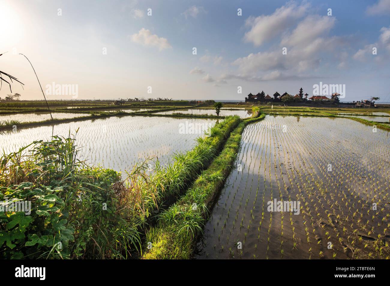 Great fresh rice terraces with water in the morning hi-res stock ...