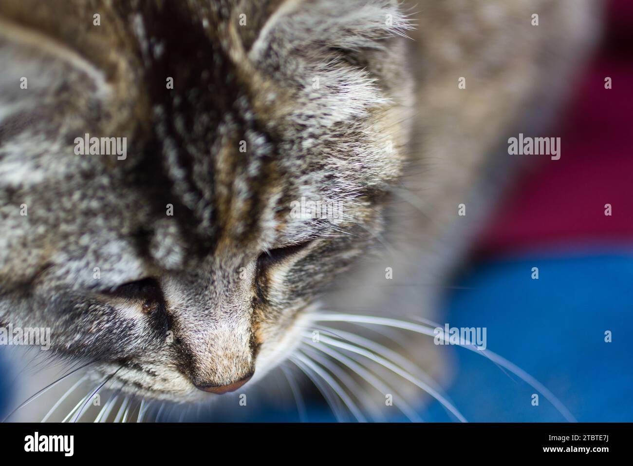 Close-Up Detail of Domestic Cat's Facial Features in Soft Natural Light ...