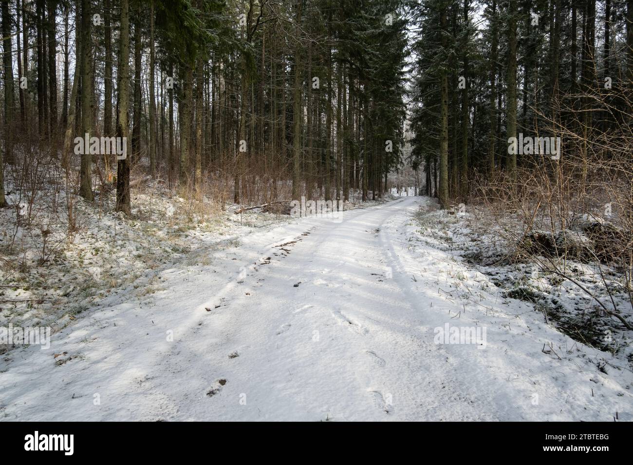 Tracing the sunlit road through snow-laden pines—a journey wrapped in ...
