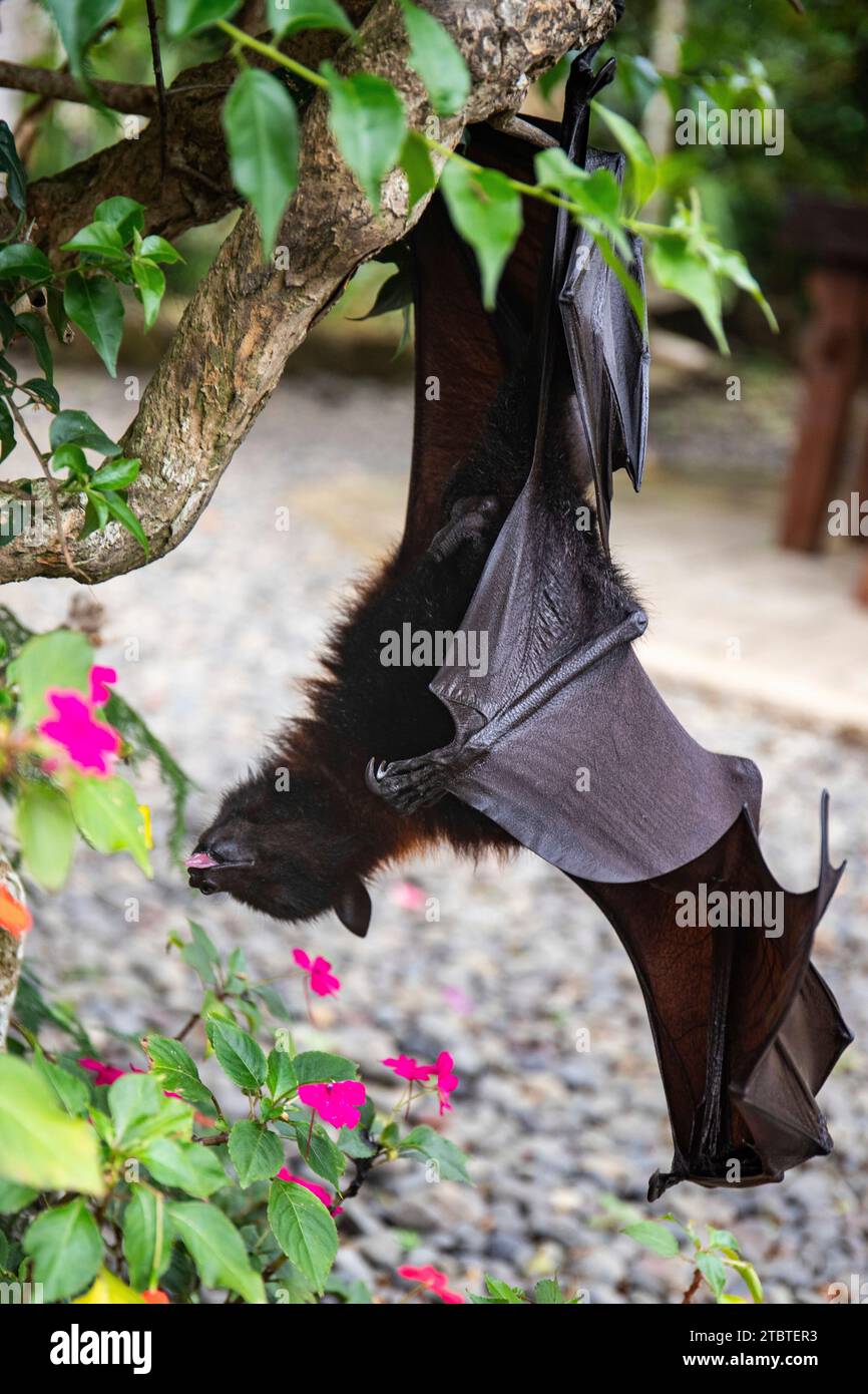 A flying fox on a bush with flowers in Bali, Indonesia Stock Photo - Alamy
