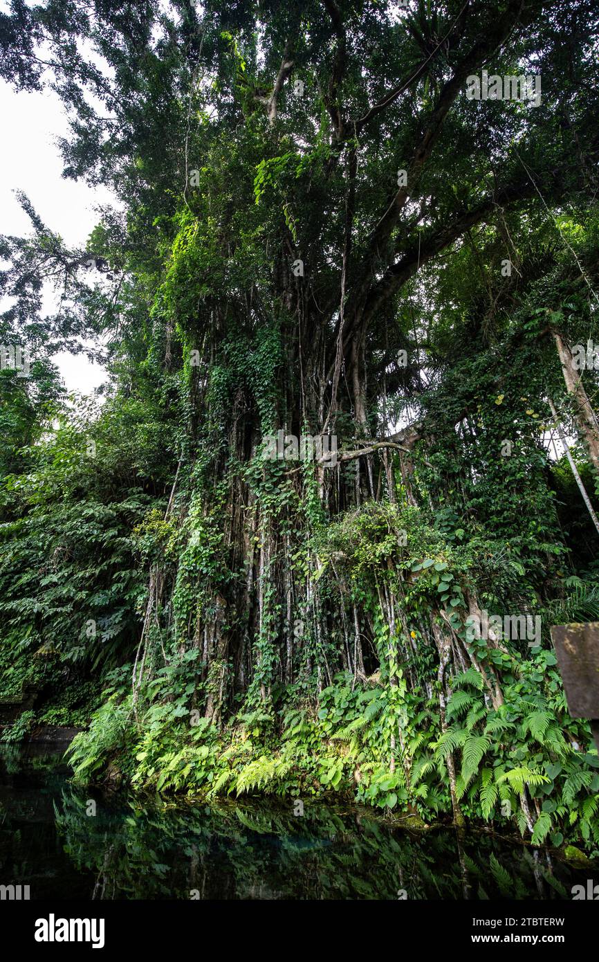 A small temple used for holy ablutions, enchanted and covered in moss ...