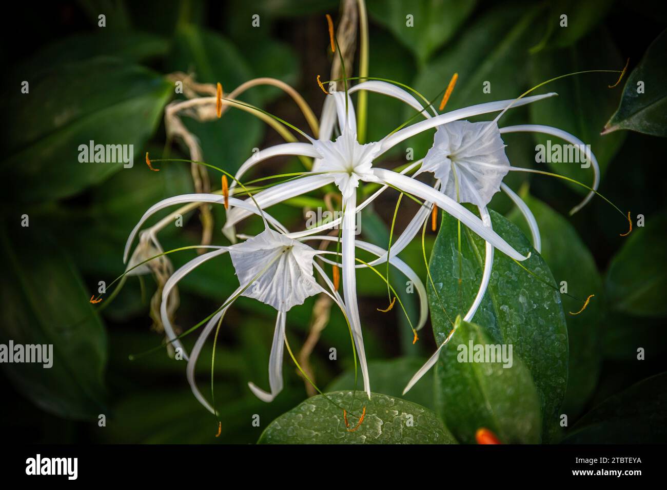 Tropical flowering trees hi-res stock photography and images - Alamy
