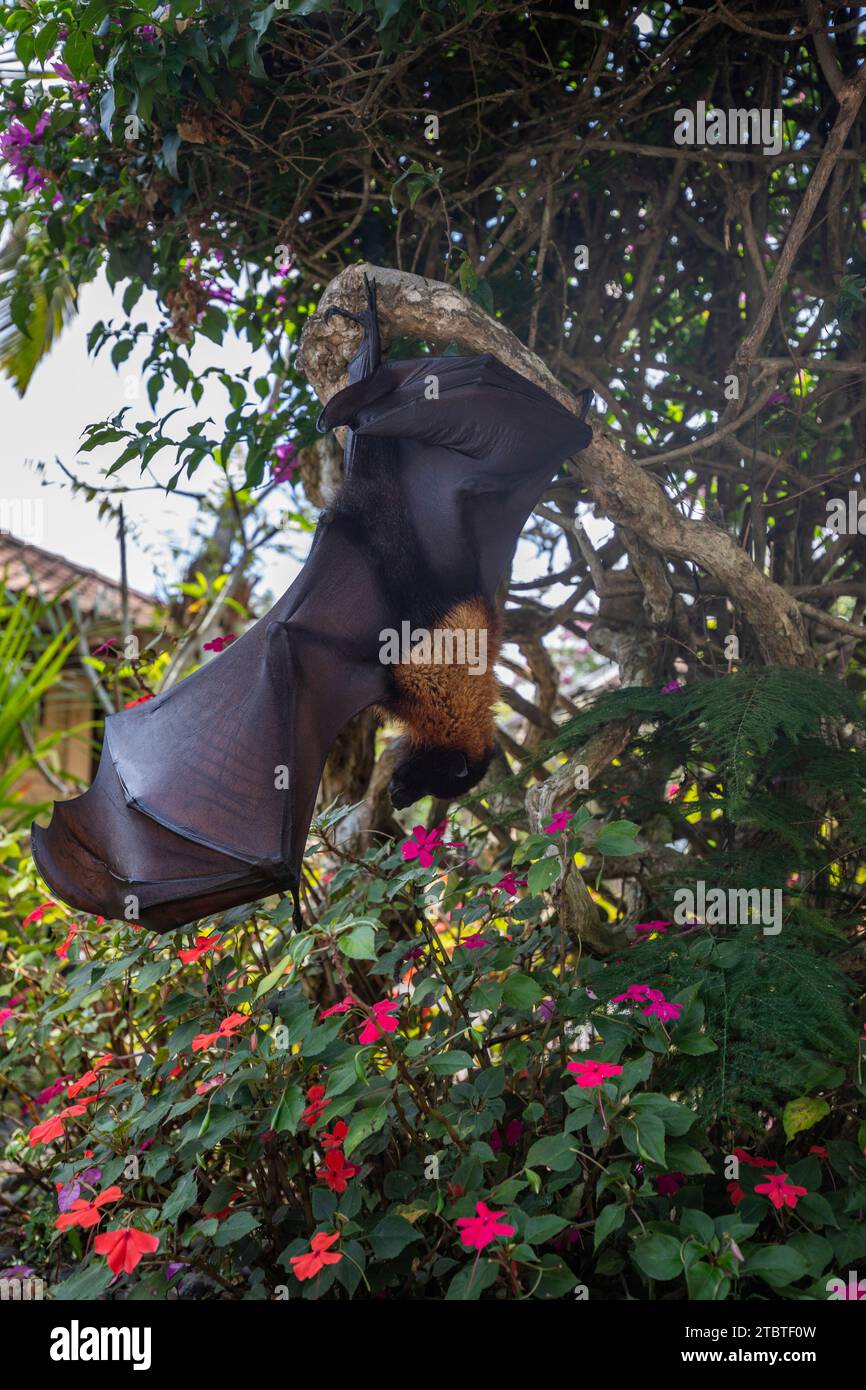 Flying foxes in tree hi-res stock photography and images - Alamy