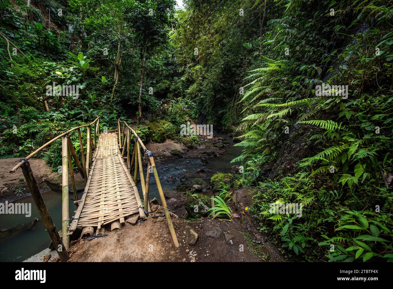 Hot springs, thermal bath in the tropical jungle, ritual sulphurous ...