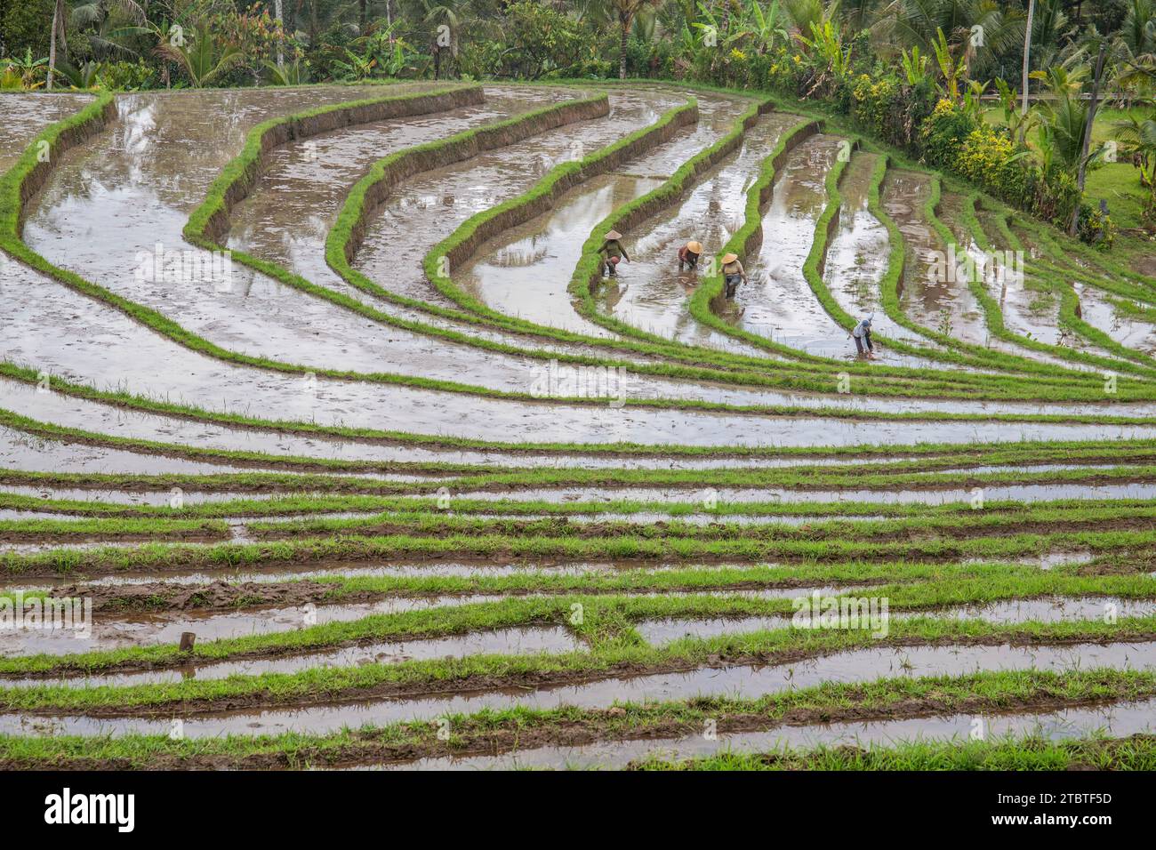 View of the rice terrace in Blimbing and Pupuan, beautiful hilly fields ...