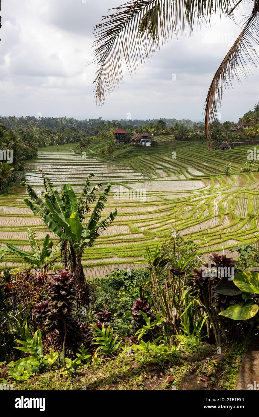 Rice terraces in the evening light, beautiful green rice terraces with ...