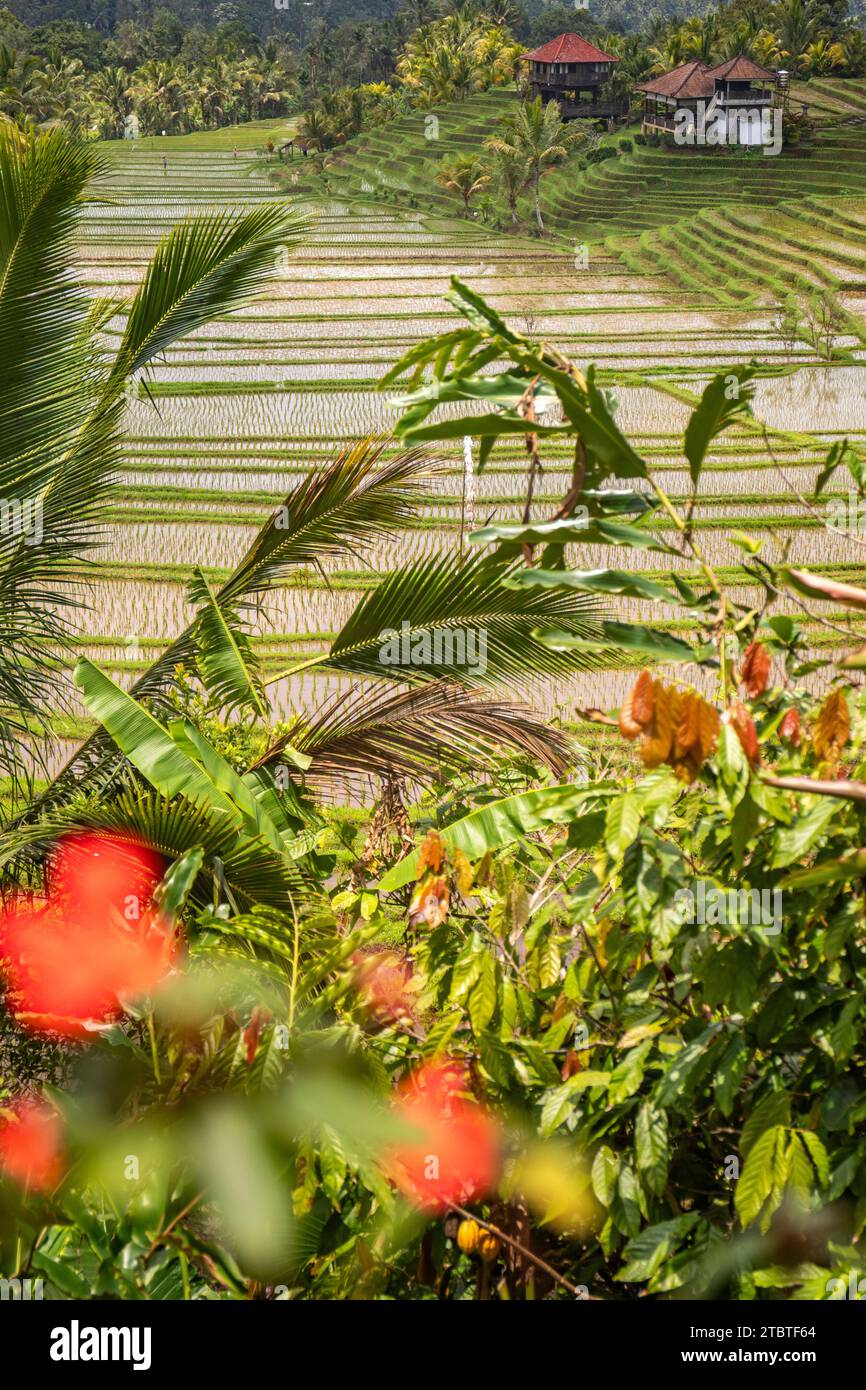 Rice terraces in the evening light, beautiful green rice terraces with ...