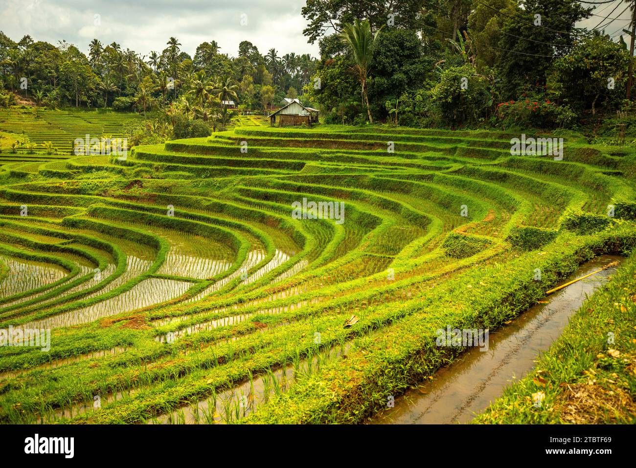 View of the rice terrace in Blimbing and Pupuan, beautiful hilly fields ...