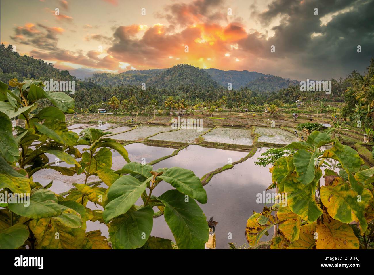 The magical rice terraces in the evening, here you can see the unique ...