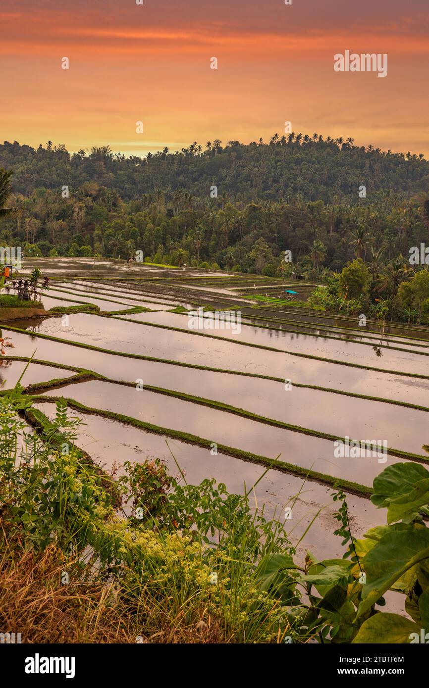 The magical rice terraces in the evening, here you can see the unique ...