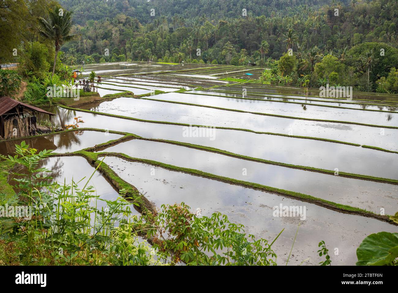 The magical rice terraces in the evening, here you can see the unique ...