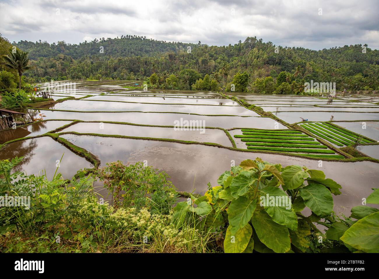 The magical rice terraces in the evening, here you can see the unique ...