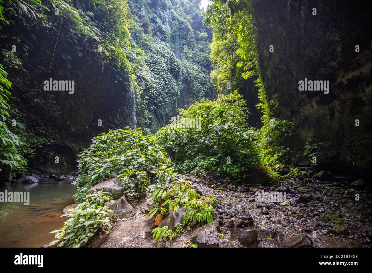 Green overgrown canyon in tropical surroundings, stream of a waterfall ...