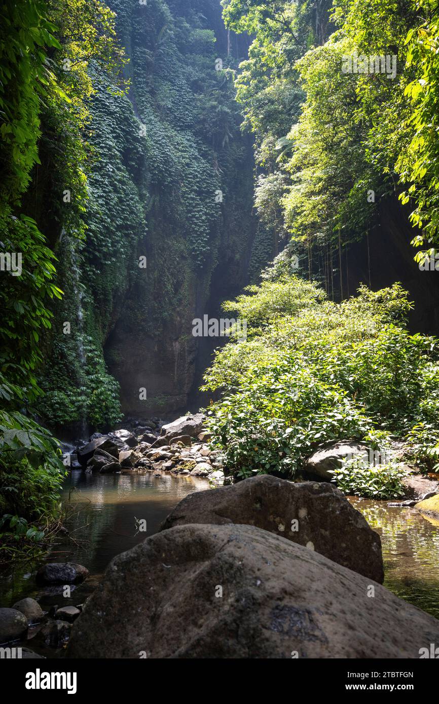 Green overgrown canyon in tropical surroundings, stream of a waterfall ...