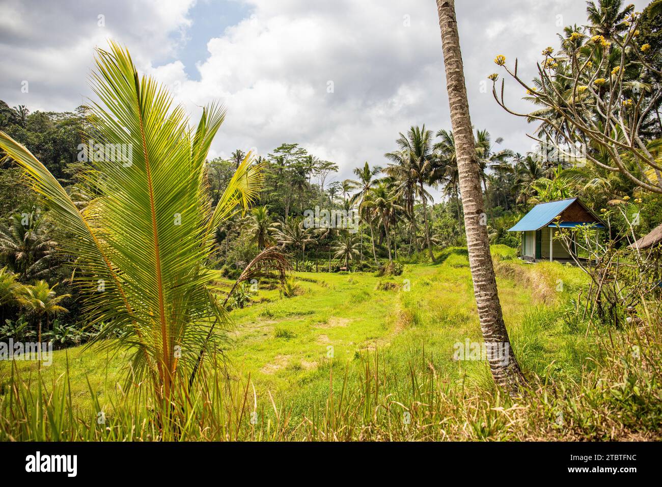 View of the rice terrace in Blimbing and Pupuan, beautiful hilly fields ...