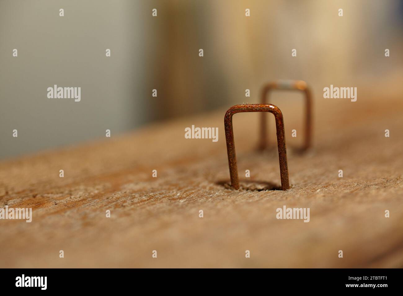 Rusted Staples in Weathered Wood, Echoing Time and Utility Close-Up ...